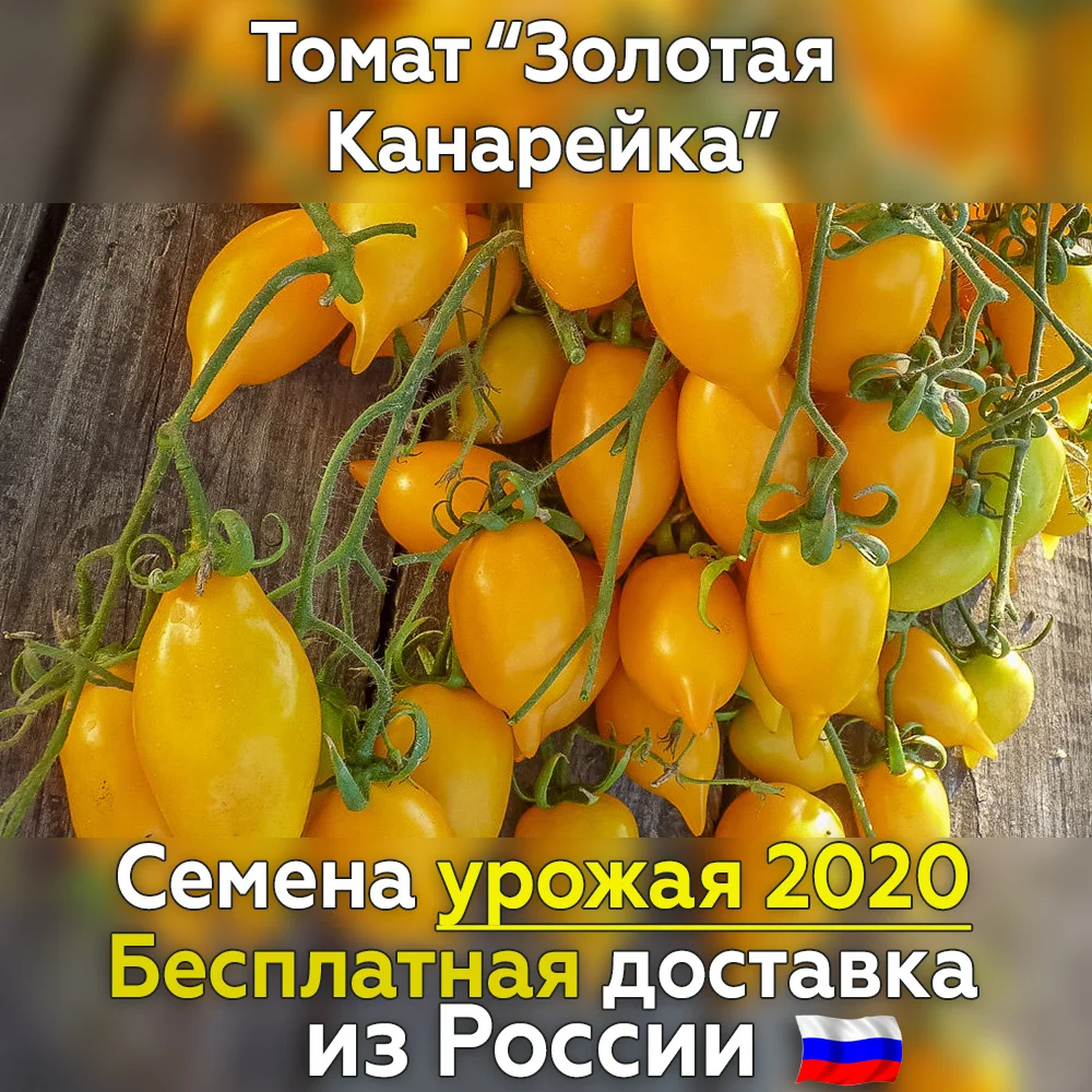 Золотая Канарейка Томат Фото – Telegraph