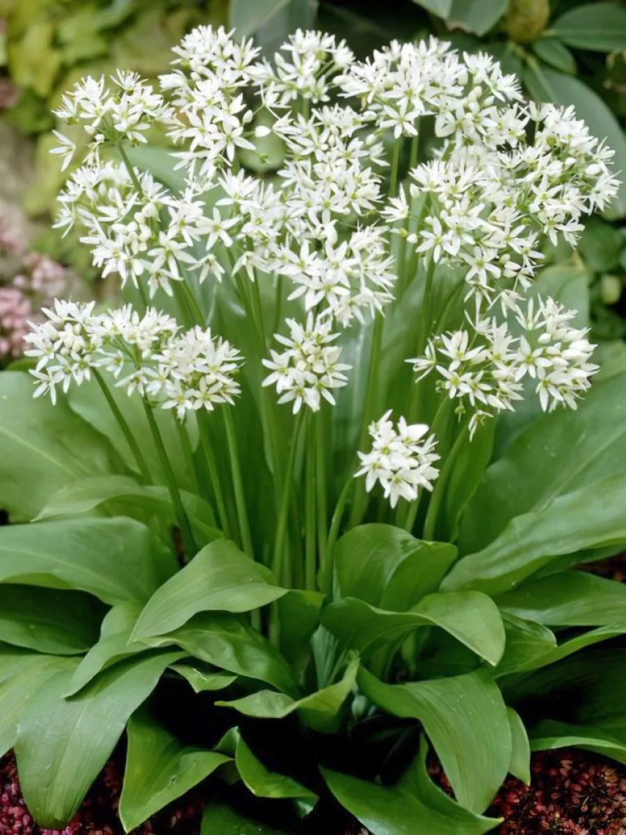 Семена Черемша (Allium ursinum), 30 штук | AliExpress