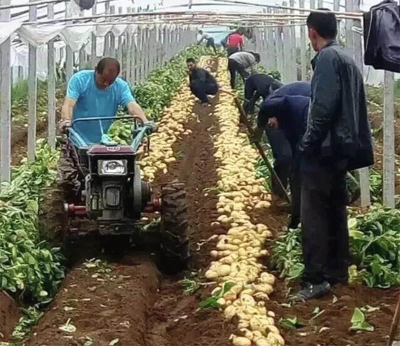 15hp Walking tractor with sweet potato harvester 80mm wide ...