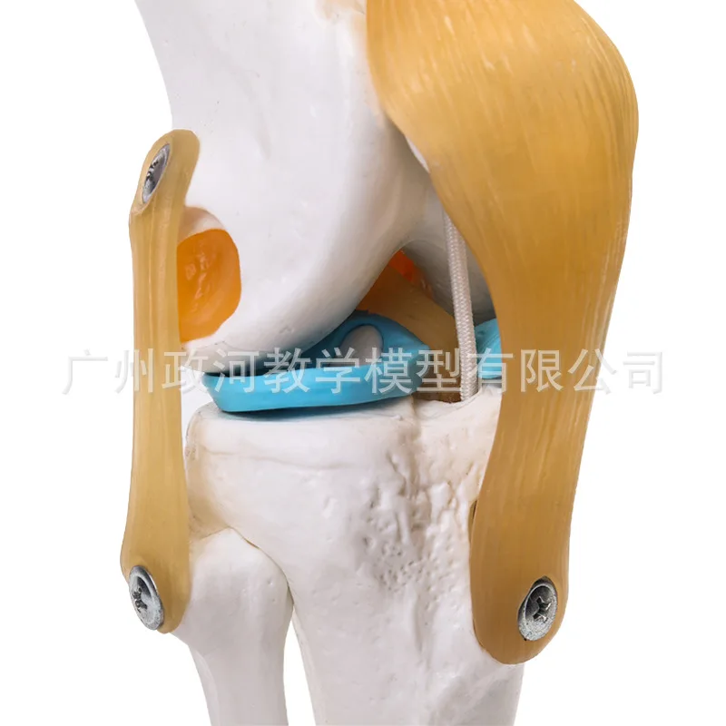 Наколенник человека в натуральную величину и наколенник, модель ...