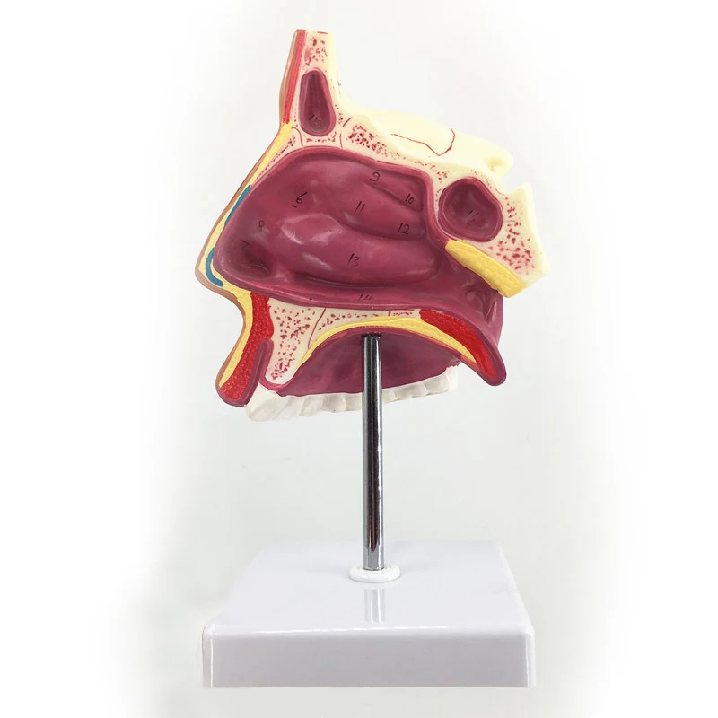 Human nasal anatomy model human nose model medical teaching model human ...