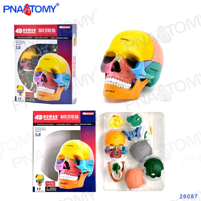 4D Vision Didactic Exploded Human Skull Anatomy Model, 40% OFF