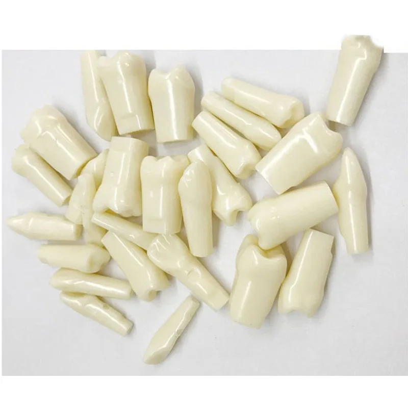 Dental Full Mouth Tooth Grain Model for Medical Teaching - buy at the ...
