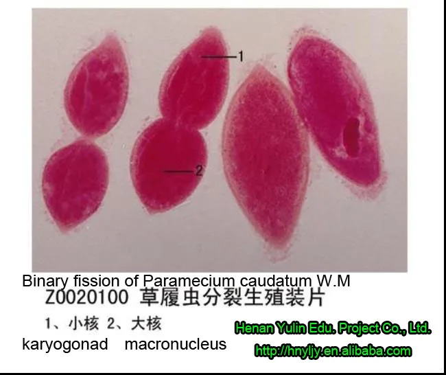 Binary Fission In Paramecium