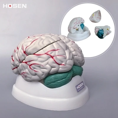 Brain anatomy model brain stem brain small brain structure building ...