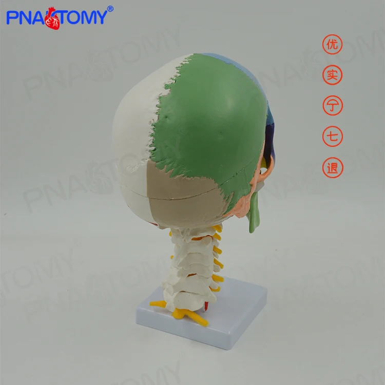 Life Size Colored Skull Model with Muscles Painted Cervical Vertebra ...