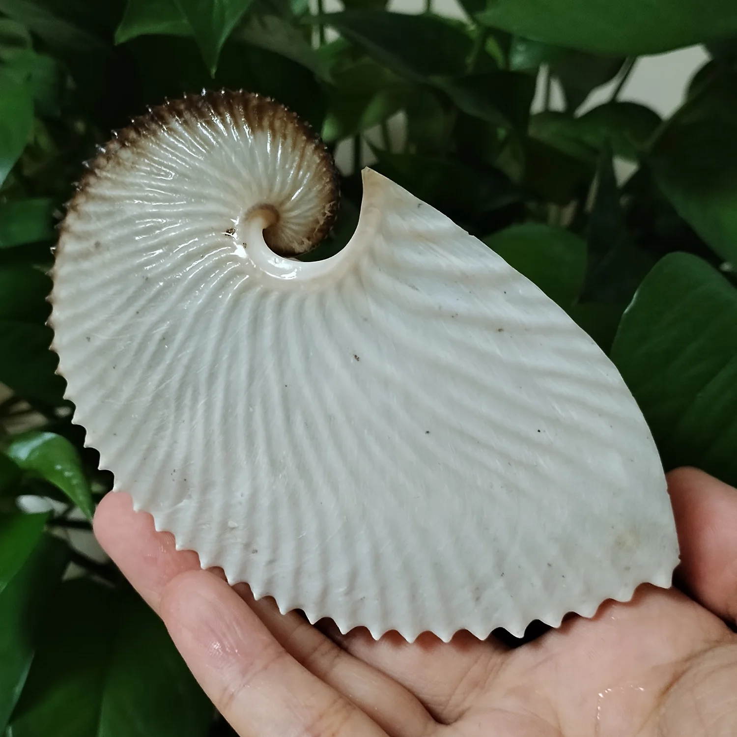 Натуральная бумага Nautilus Shells | AliExpress