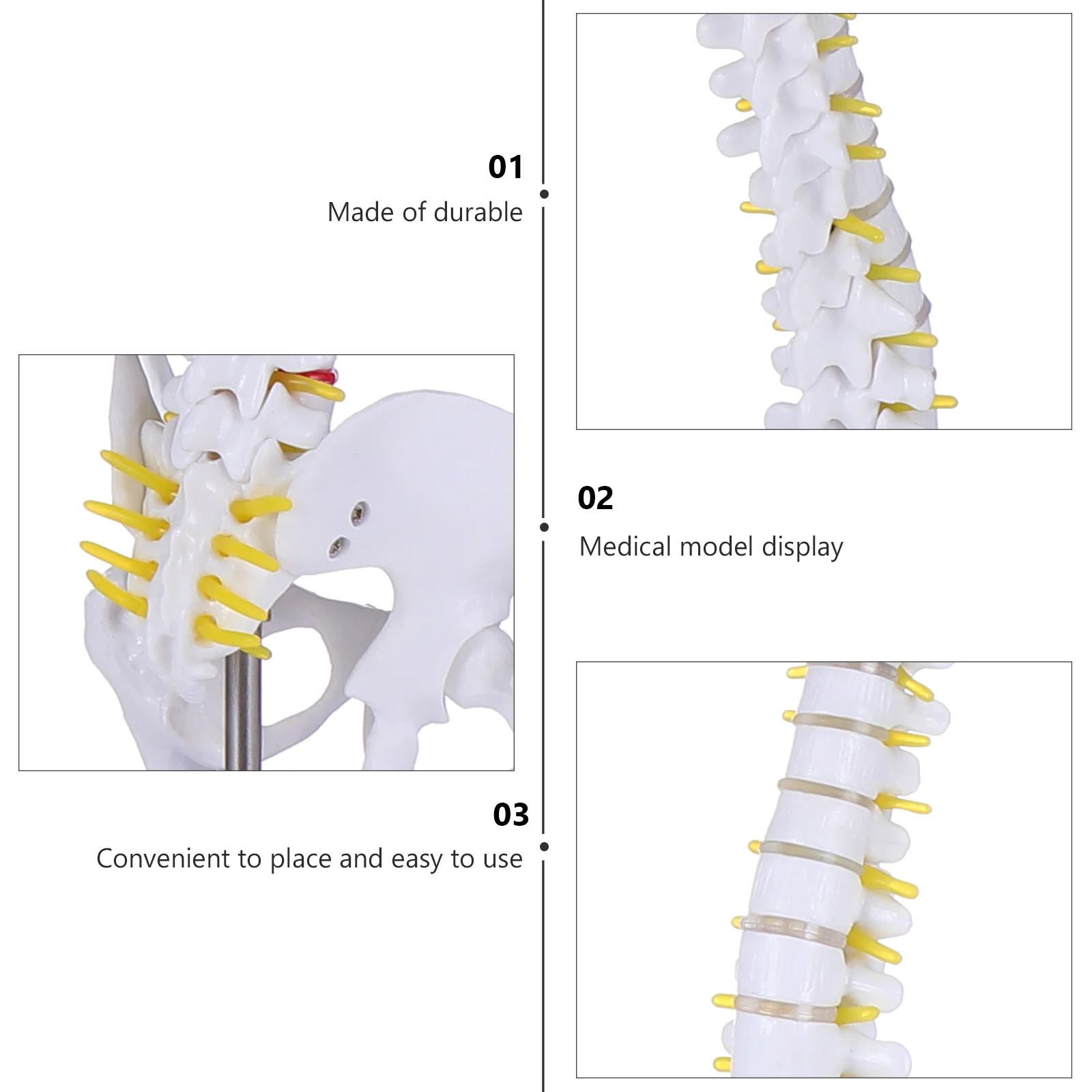 Human Spine Model Tailbone Anatomy Model Human Tailbone Pelvis Model ...