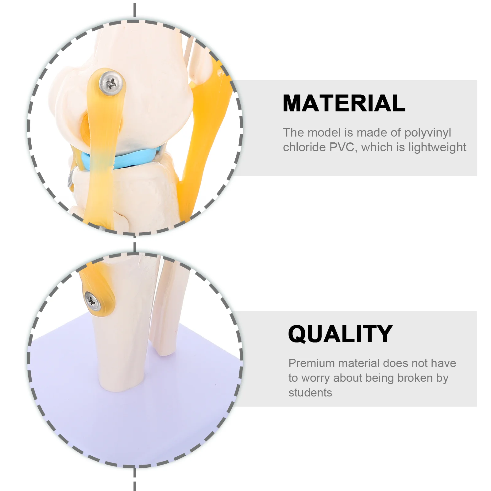 Knee Model Joint Teaching Life Size Simulation Human Body Ligament ...