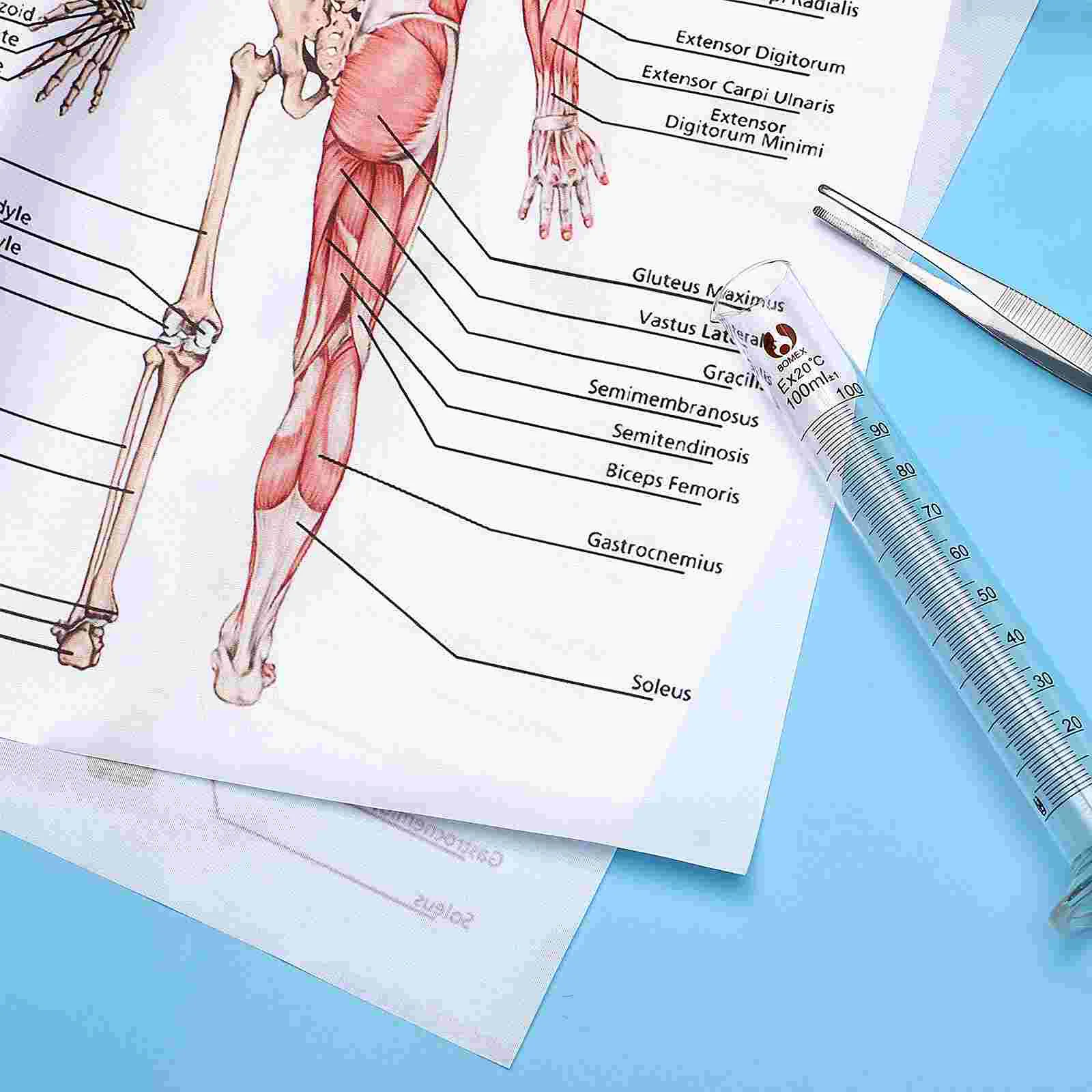 1pc Hanging Anatomy Poster Human Muscle System Poster Anatomical Chart ...