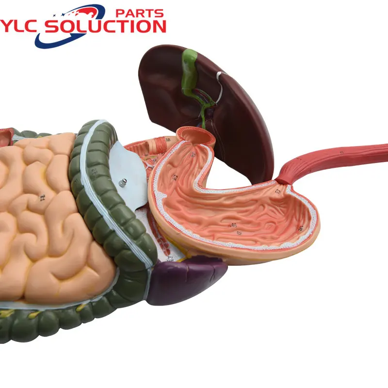 Human digestive system model gastrointestinal tract section pharynx ...