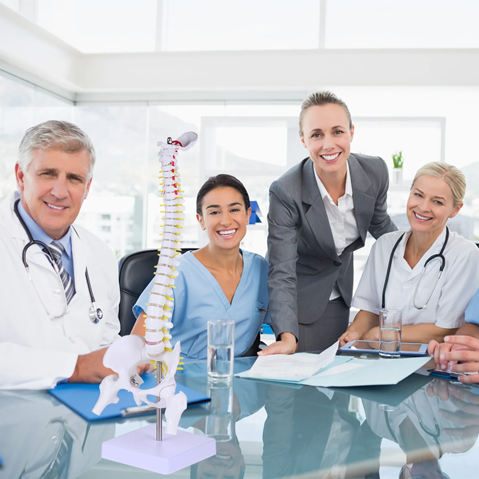 Human Spine Model Tailbone Anatomy Model Human Tailbone Pelvis Model ...