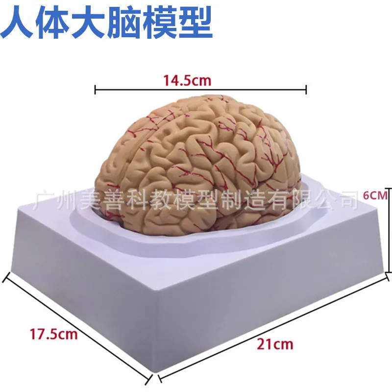 Brain Anatomical Model Brain Stem Cerebellar Structure Building ...