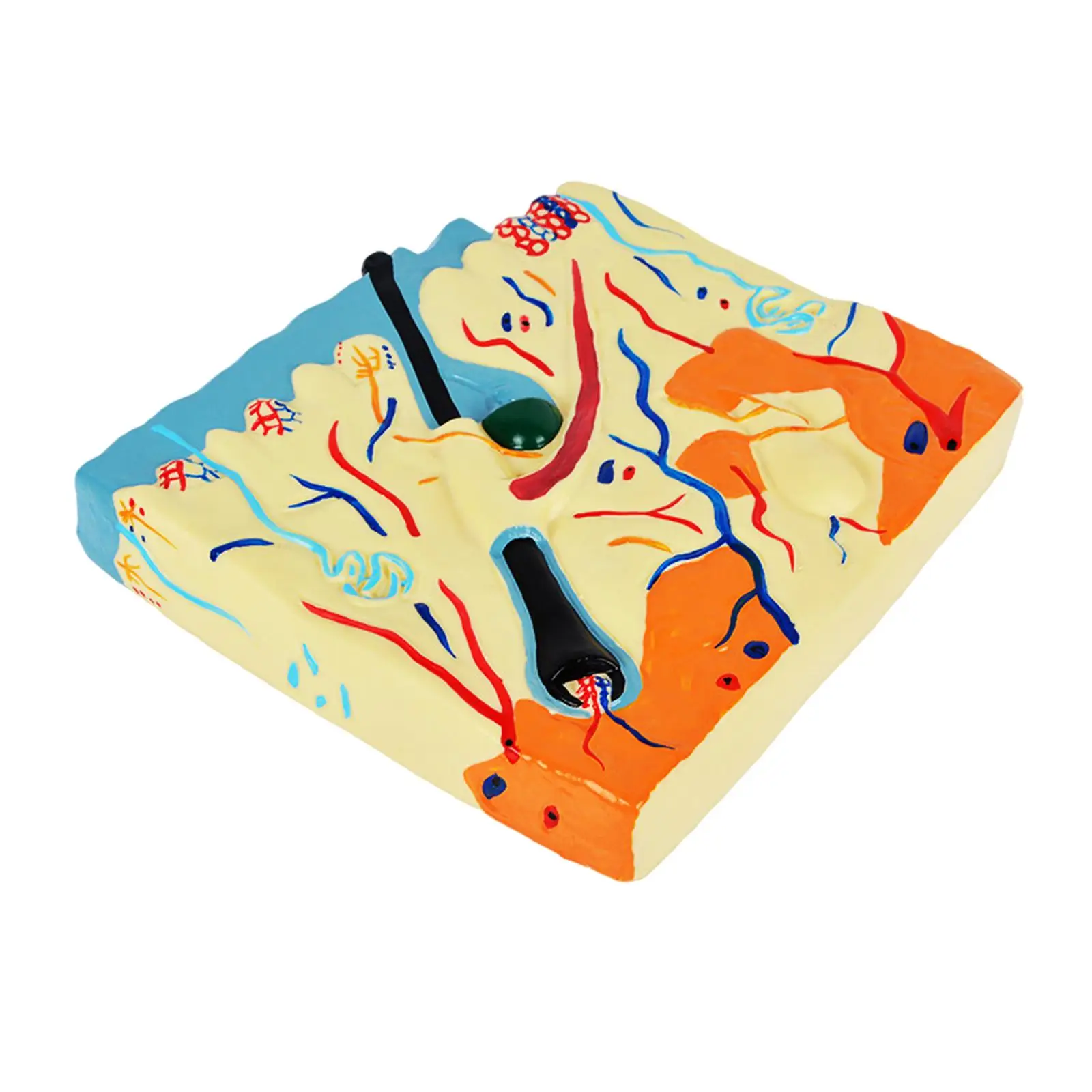 Skin Structure Human Skin Model Block Enlarged Plastic Structure ...