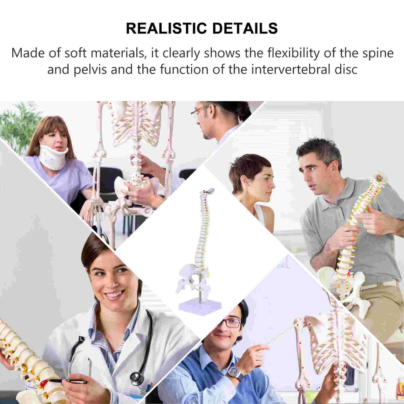 Model Spine Anatomy Human Anatomicalspinal Nervestraining Models ...