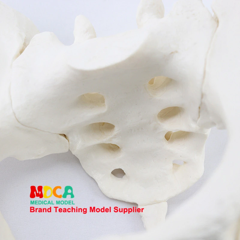 Life Size Female Pelvis Model Human anatomy features hip, Sacrum and ...