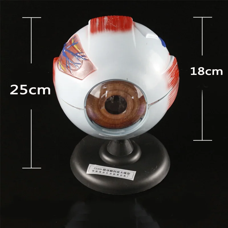 New Biological Teaching supplies Eyeball Model 6X Eye Dissection ...