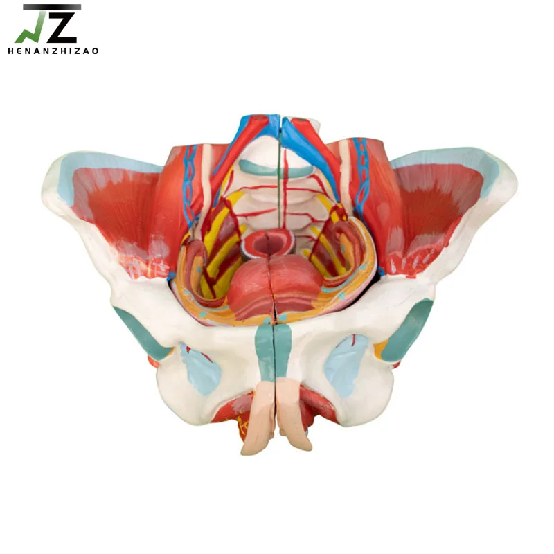 Human Female Pelvis Anatomical Model for Medical Teaching - buy at the ...