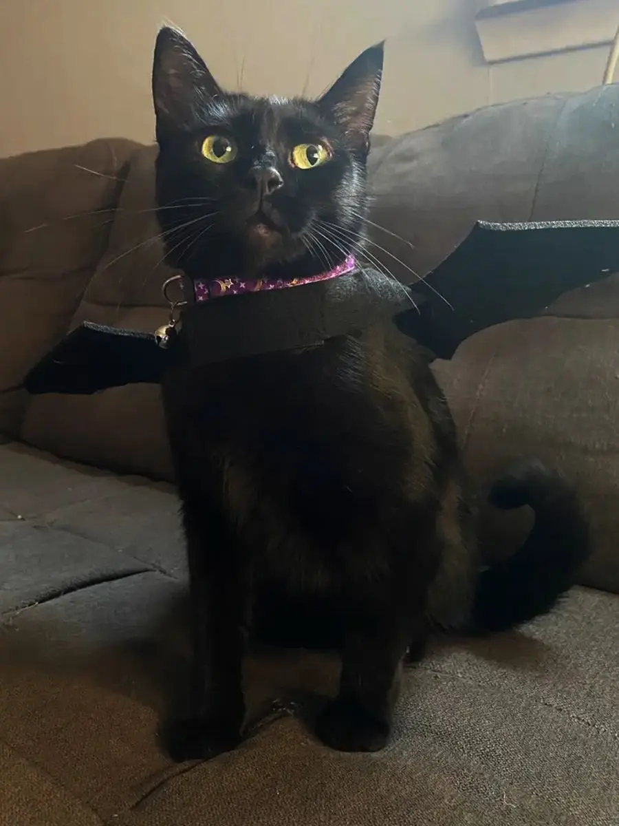 Batman Costumes For Cats