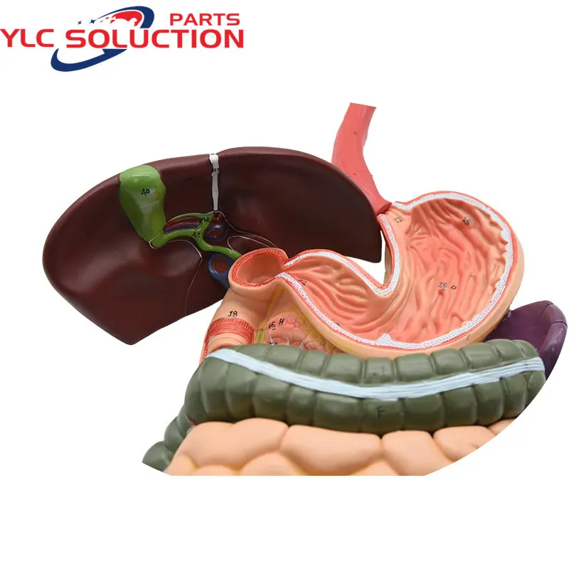 Human digestive system model gastrointestinal tract section pharynx ...