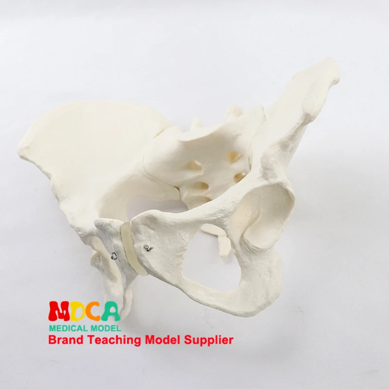 Life Size Female Pelvis Model Human anatomy features hip, Sacrum and ...