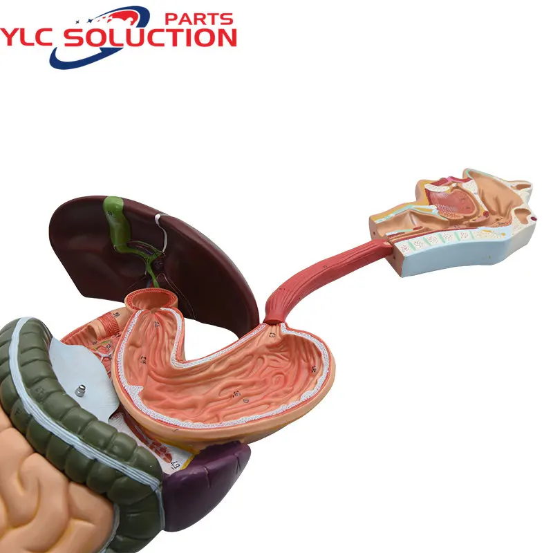 Human digestive system model gastrointestinal tract section pharynx ...