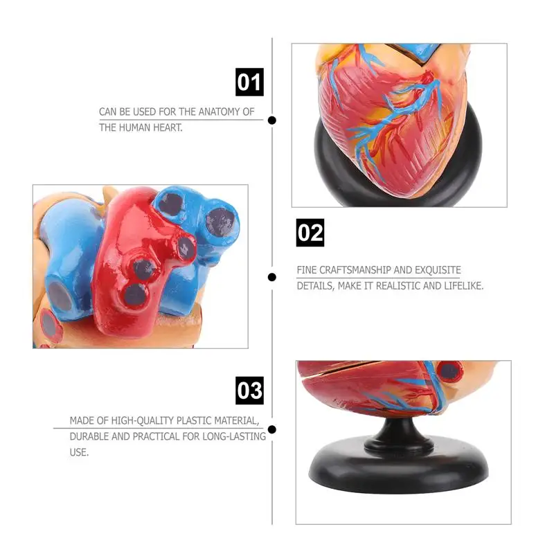 Human Heart Model props model Free postage Disassembled Anatomical ...