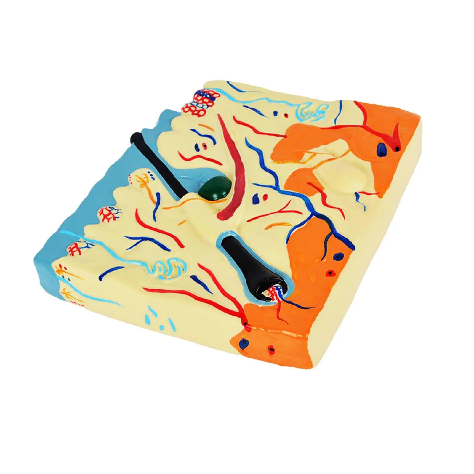 Skin Structure Human Skin Model Block Enlarged Plastic Structure ...