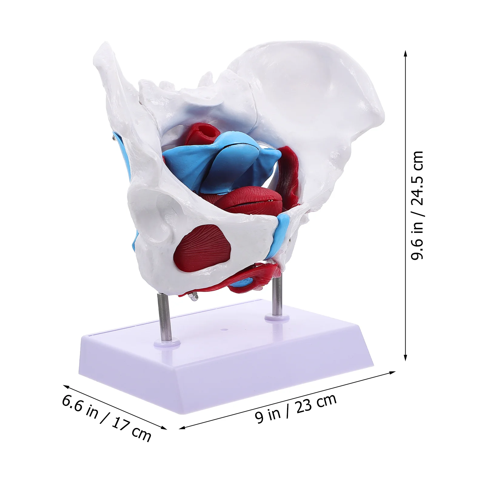 Teaching Aids Pelvic Uterus Model Plastic Animals Figures Medical ...