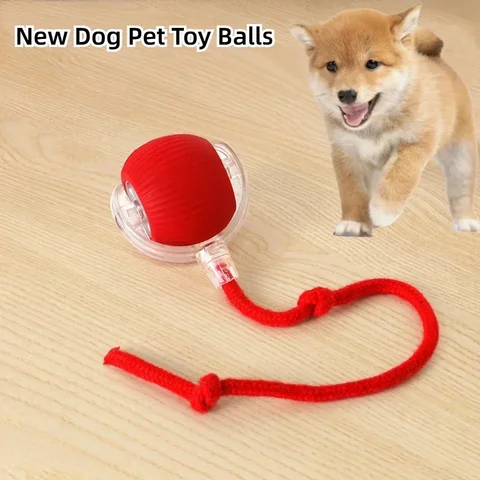 Toy dog price store