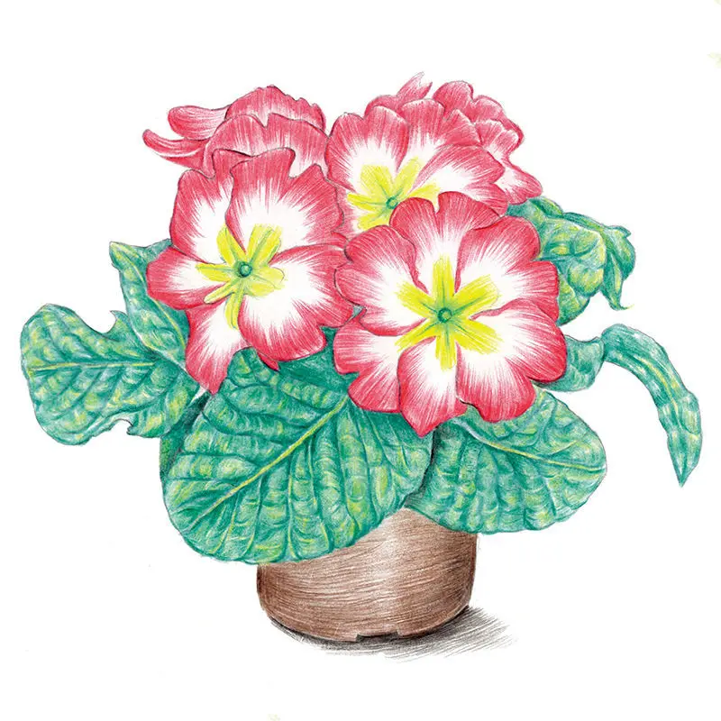Flowers Color Lead Plant Hand-painted Entry Description Drawing Books ...