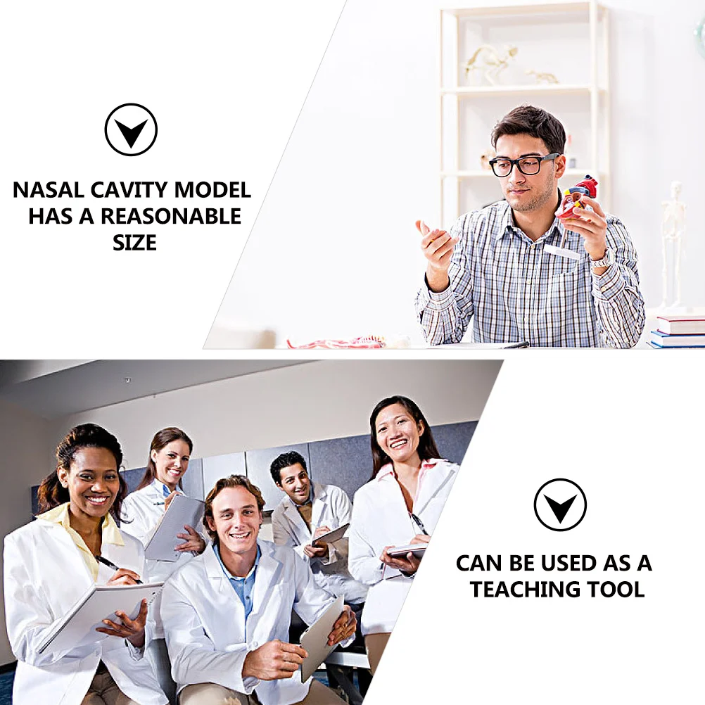 Human Nasal Cavity Oral Model With Base Nose Throat Anatomy Larynx ...
