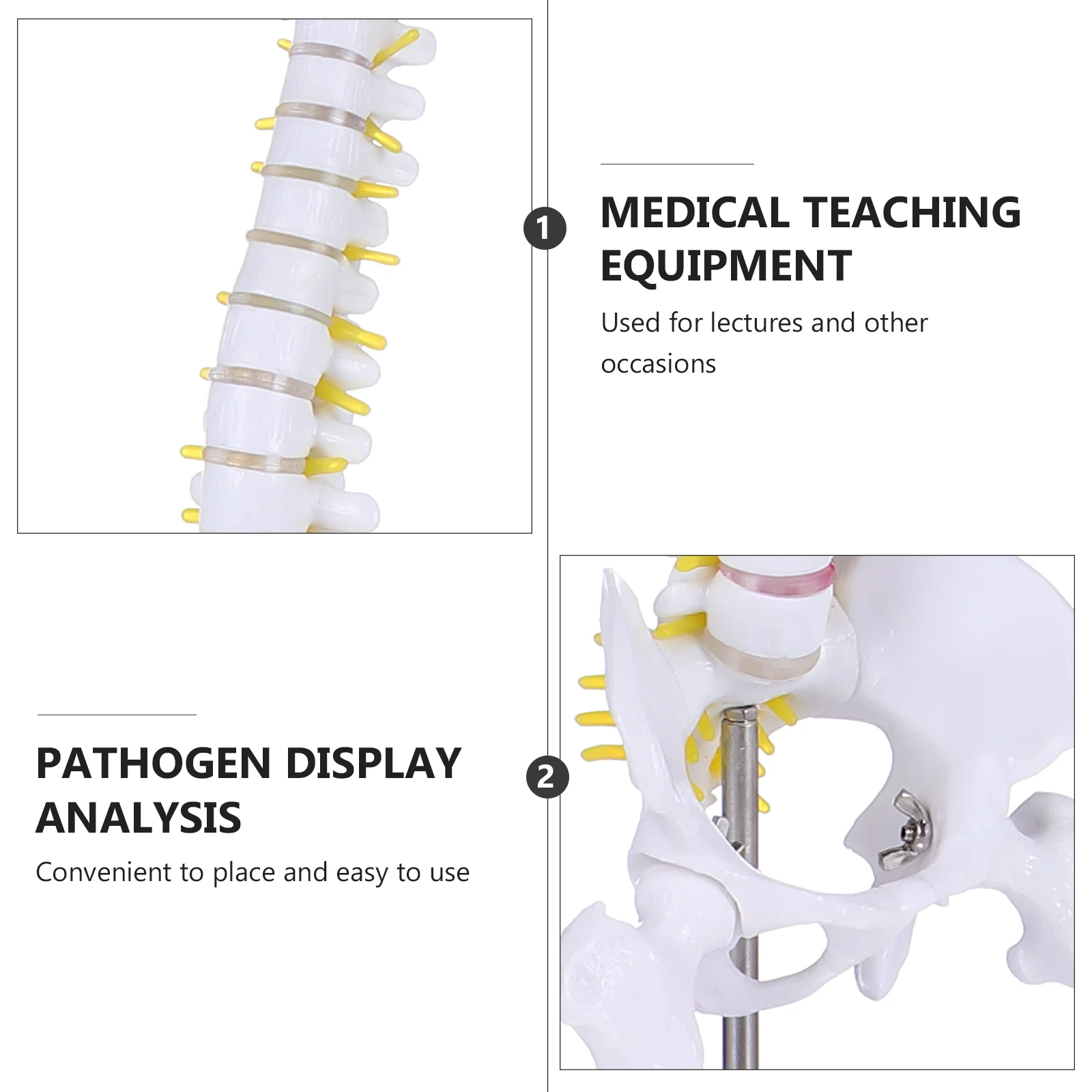 Model Spine Anatomy Human Anatomicalspinal Nervestraining Models ...